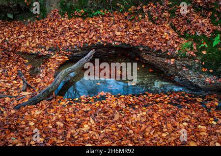 Beech and chestnut leaves covering a stream with a mudstone bed in ...