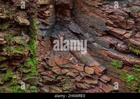 Fossil Stigmaria tree roots, probably Lepidodendron, in hard mudstone ...