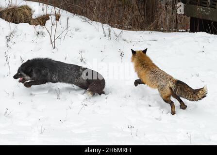 Silver and Red Fox (Vulpes vulpes) by Old Truck in Woods Winter ...