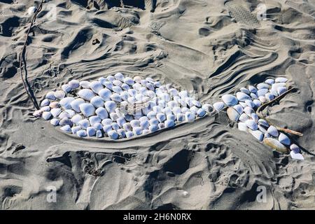 Fish shape made of shells on beach Stock Photo - Alamy