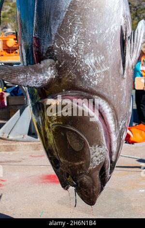 Fresh Bluefin Tuna fish head for sale at Japan Tsukiji market Stock ...