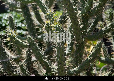 Cactus backdround, cacti design or cactaceae pattern Stock Photo - Alamy