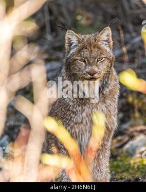 Wild Canadian Lynx seen in summer time walking through the boreal ...