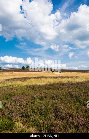 Flowering heath and juniper, near Niederhaverbeck, Lueneburg Heath ...