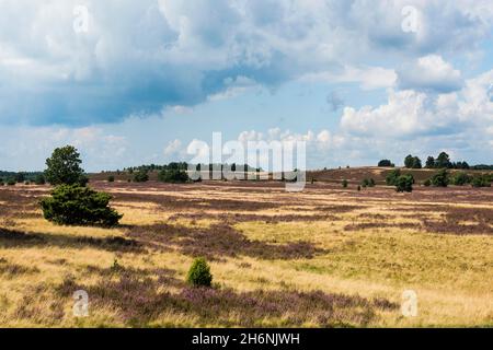 Flowering heath, near Niederhaverbeck, Lueneburg Heath nature Park ...