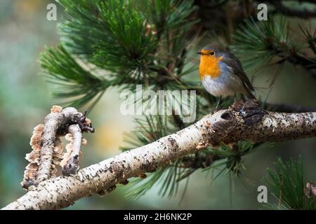 European robin (Erithacus rubecula), Emsland, Lower Saxony, Germany ...
