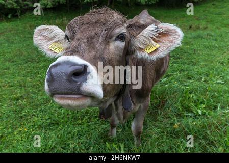 Allgaeu cow in a meadow, Portrait, Bad Hindelang, Allgäu, Bavaria ...