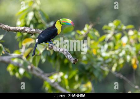 Fishing toucan also called Keel billed Toucan (Ramphastos sulfuratus) 2 ...