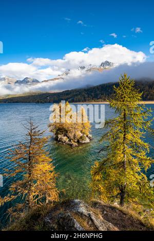 Island at the Silsersee, discoloured larches in autumn, snow-covered ...