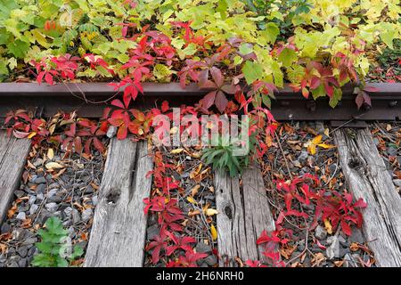 Vegetation over disused railway line, Lery, Province of Quebec, Canada ...