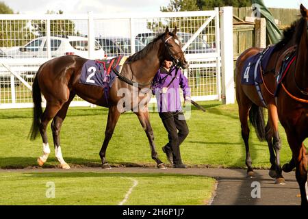 atmosphere and thrill of a day at the races with the crowd and the ...