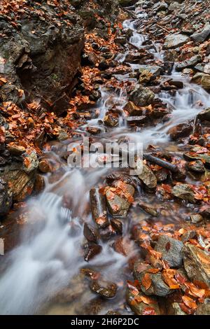 River flowing rapidly through a carpet of rocks and colorful fallen ...
