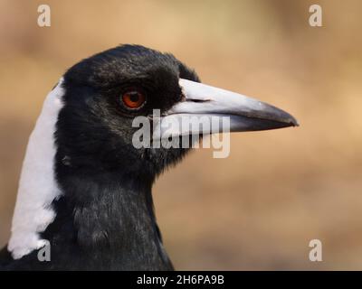 Closeup shot of an Australian Magpie on blurred background Stock Photo ...