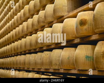 parmesan Parmigiano Reggiano cheese wheel maturing in the diary farm ...