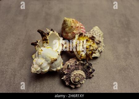 Old weathered conch shell background. Tropical sea conch wallpaper ...