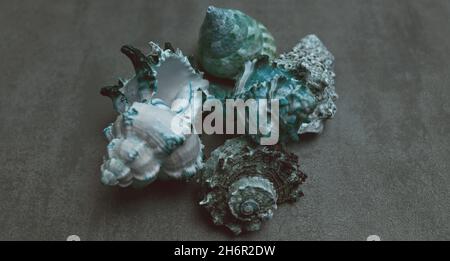 Old weathered conch shell background. Tropical sea conch wallpaper ...