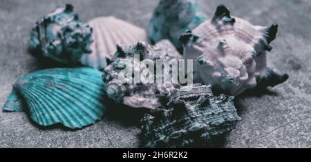 Old weathered conch shell background. Tropical sea conch wallpaper ...