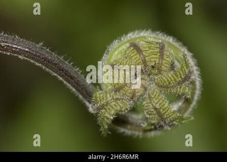 Ferns vascular plants with true leaves megaphylls, pinnate in forest in ...