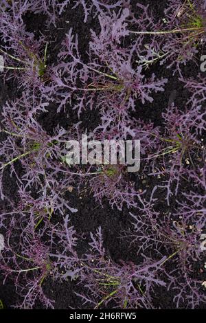 Mustard Red Frills salad greens, Brassica juncea Stock Photo - Alamy