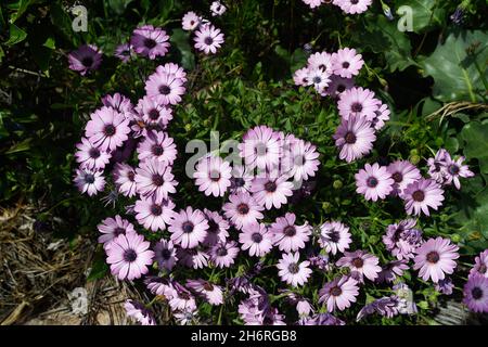 Springtime flowers in San Diego, California Stock Photo - Alamy