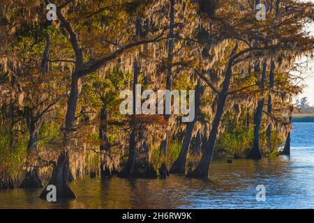 Cypress trees line the banks of the Tensaw River at historic Blakeley ...