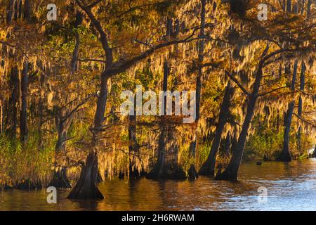 Cypress trees line the banks of the Tensaw River at historic Blakeley ...