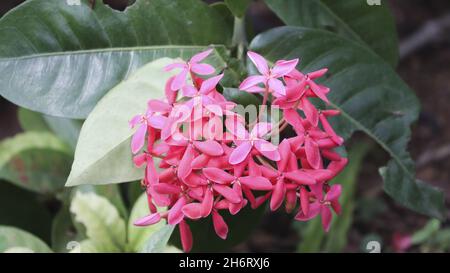 Ixora coccinea Plant Idly Poo Plant it is greenery natural Stock Photo ...