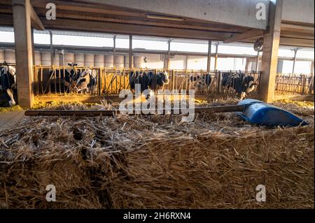 Sunny morning on parmesan parmiggiano-reggiano cheese production farm ...