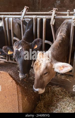 Sunny morning on parmesan parmiggiano-reggiano cheese production farm ...
