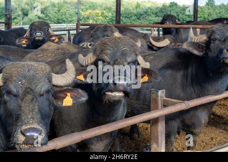 Mediterranea Italiana black buffalo raised on Italian cheese farm for ...