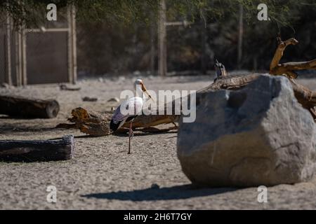 A White Stork in Palm Springs, California Stock Photo - Alamy