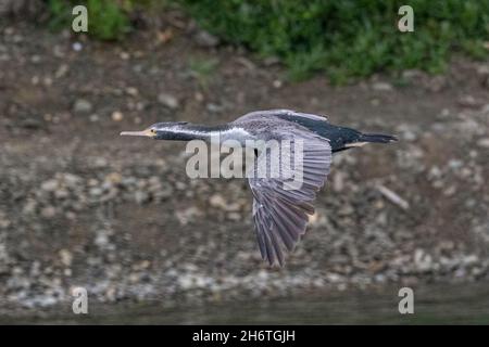New Zealands Spotted Shag in flight Stock Photo - Alamy
