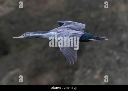 New Zealands Spotted Shag in flight Stock Photo - Alamy