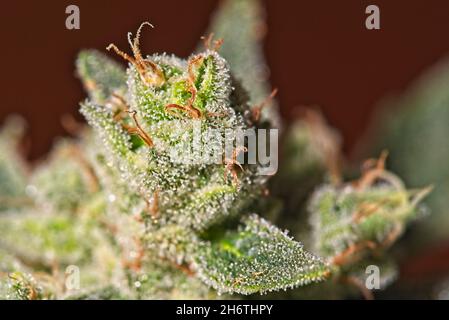 Macro closeup of trichomes on cannabis indica bud on blue background ...