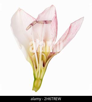Hippeastrum Amaryllis Sonatini Pink Rascal Stock Photo. Isolated with ...