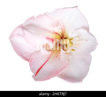 Hippeastrum Amaryllis Sonatini Pink Rascal Stock Photo. Isolated with ...