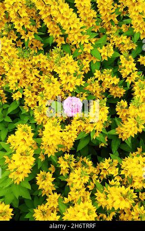 Gorgeous vibrant pink color rose in the garden Stock Photo - Alamy