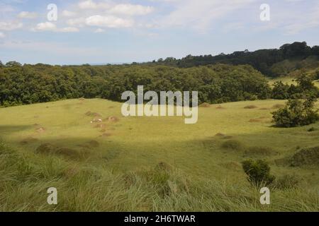 Savannah, Pongara National Park Gabon, Central Africa Stock Photo - Alamy