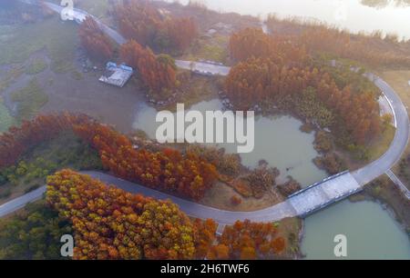 Maple leaves in Huai'an City, east China's Jiangsu Province, 3 August ...