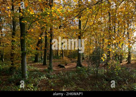 Hay Wood in autumn, Warwickshire, England, UK Stock Photo - Alamy