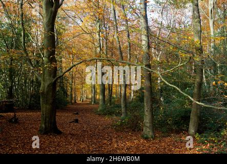 Hay Wood in autumn, Warwickshire, England, UK Stock Photo - Alamy