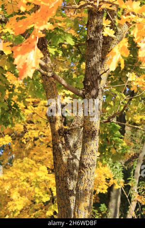 environment enviroment tree trees wood equilibrium destruction scenery ...