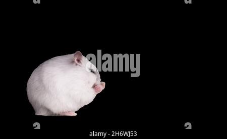 white hamster clenched paws into fists isolated on white background ...