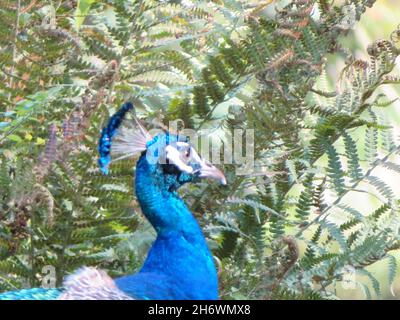 A close up shot of a Peacock Stock Photo - Alamy