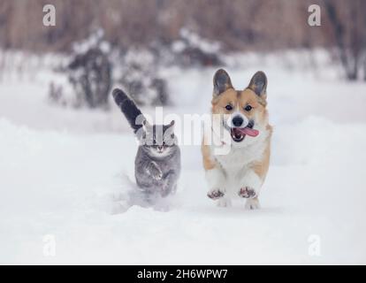 fluffy friends a cat and a dog run merrily and quickly through a ...