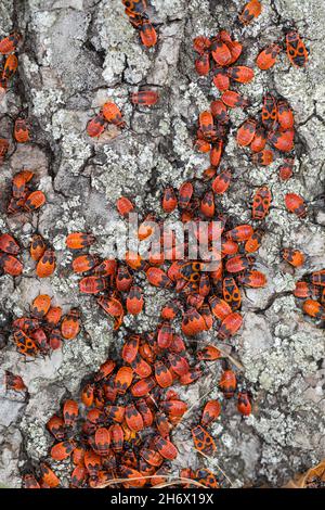 Firebug, Firebugs, larva, larvae, Feuerwanze, Feuer-Wanze, Larven ...