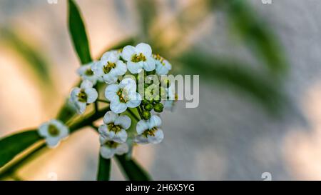 Sweet Alyssum flower bunch in garden with black background Stock Photo ...