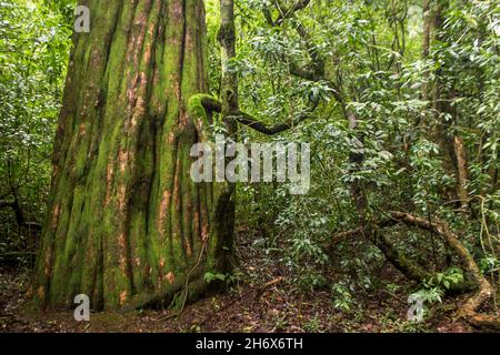 Moss covered tree in montane rainforest at approx. 2500 m elevation in ...