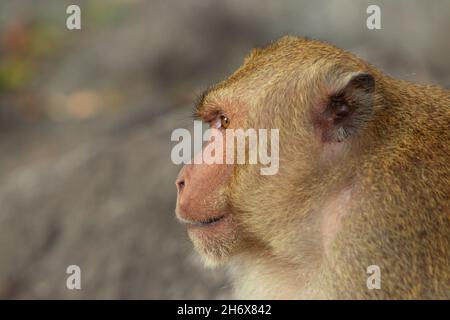 Two macaques play on the rockk in a national park Stock Photo - Alamy