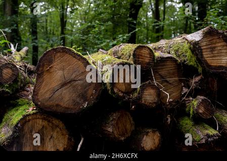 logs Feld for timber environmental stocked stacked Stock Photo - Alamy
